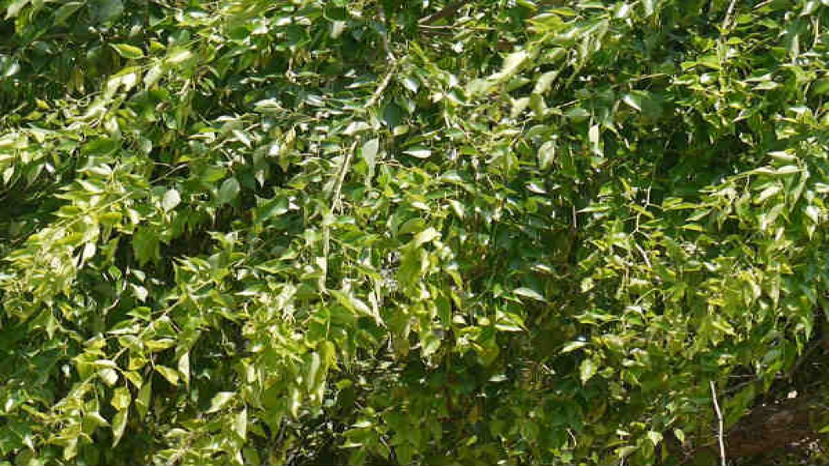 शीशम के पेड़ से आपको मिलती है इन 5 गंभीर समस्याओं से राहत | 5 Medicinal ...