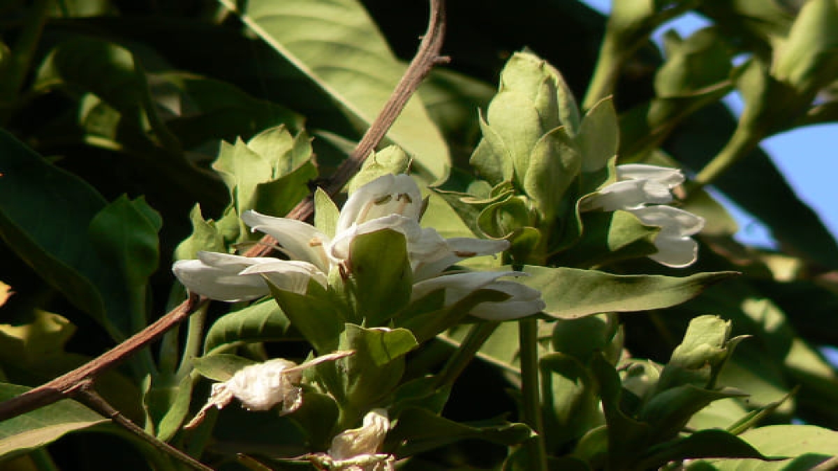 Adusa benefits in hindi: पुराने जोड़ों के दर्द और मुंह के छालों को जड़ ...