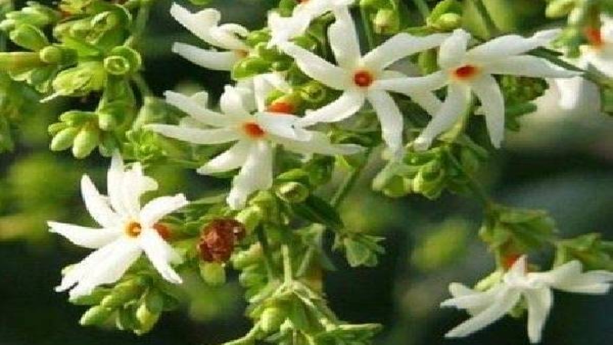 रातरानी का फूल बुखार से लेकर गठिया दर्द में है असरदार, जानें यूज करने ...