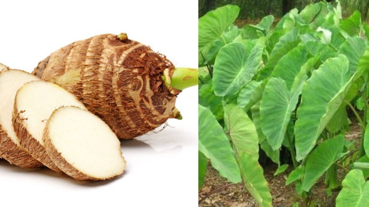 Arbi Leaves Benefits: इस सब्‍जी के पत्ते को खाने से दूर होती है मर्दाना ...