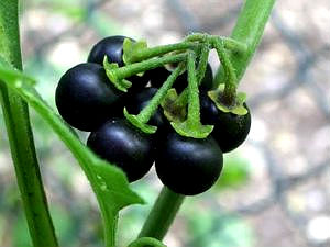 पीलिया में फायदेमंद मकोय की पत्तियां | 'Makoi' leaves helps to recover ...