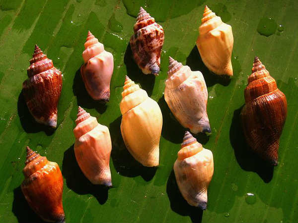 शंख के उपचार से पाइये इन रोगों से मुक्‍ती | Ayurvedic Usage of Shankha ...