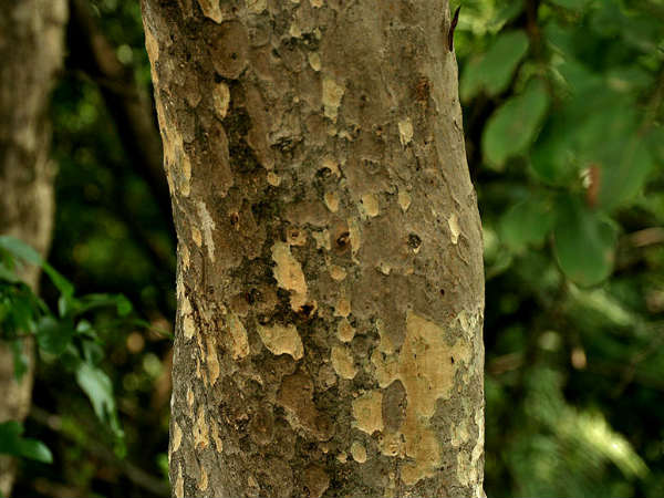 अर्जुन के पेड़ के हैं ये 7 लाभ उठाएं, वो भी बिना नुकसान | Top 7 Health ...