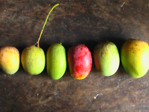 क्‍या आप जानते हैं कि लंगड़ा आम का नाम लंगड़ा कैसे पड़ा? | Where does ...