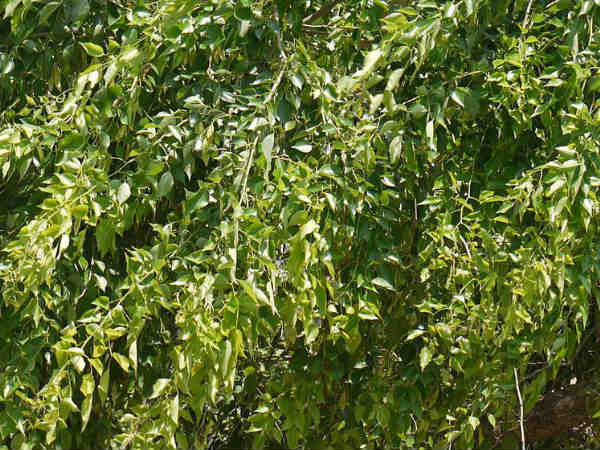 शीशम के पेड़ से आपको मिलती है इन 5 गंभीर समस्याओं से राहत | 5 Medicinal ...