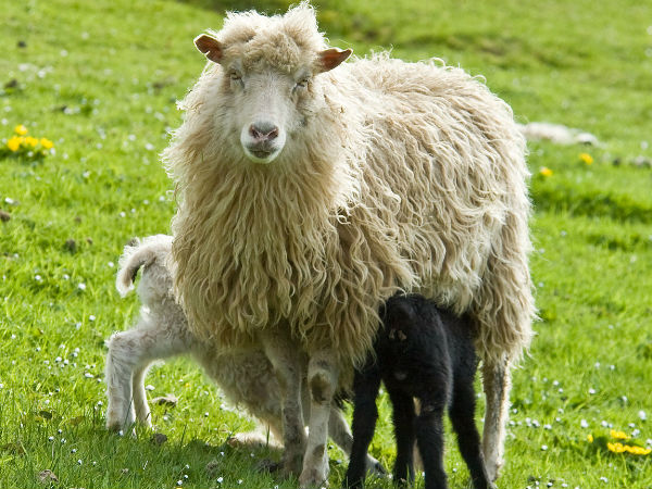 मर्दों में सेक्‍स पॉवर बढ़ाने के साथ ही ब्‍लड प्रेशर कंट्रोल करता है ...