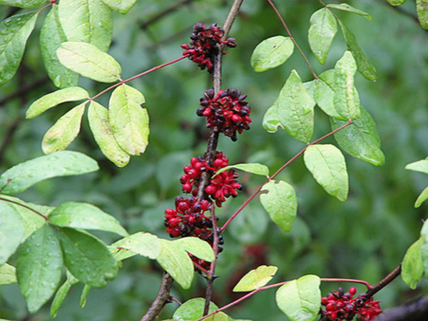 उत्तराखंड का ये पौधा नहीं है किसी औषधि से कम, वैज्ञान‍िकों ने भी माने ...