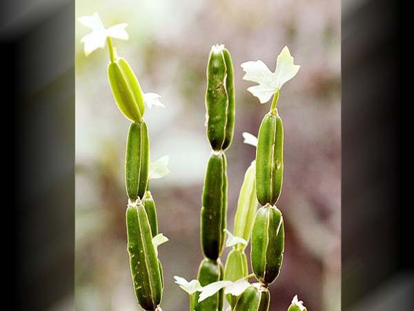घर पर ही हड‍्डियों को जोड़ देता हैं ये पौधा, जान‍िए कैसे करता है काम ...
