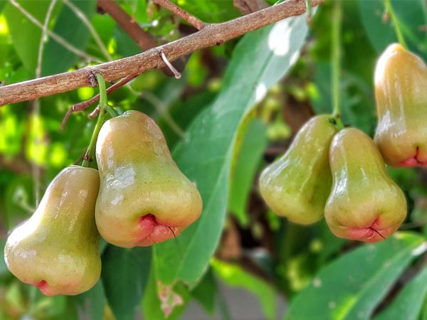 Benefits of Rose Apple: कभी सफेद जामुन या रोज एप्‍प्‍ल फ्रूट खाएं हैं ...