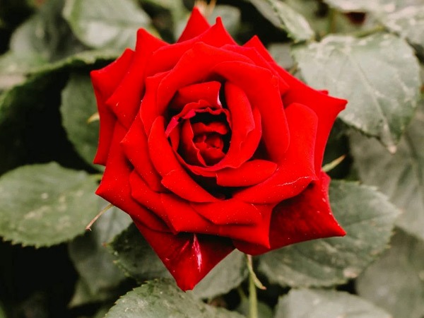 Rose Benefits: कई बीमारियों में गुलाब बना 'संजीवनी', प्यार के साथ सेहत ...