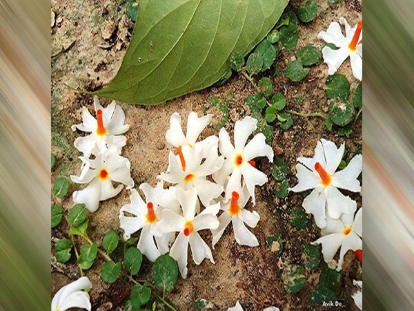 Mahashivratri 2023: आपके चढ़ाए पुष्प मात्र से प्रसन्न हो जाएंगे ...