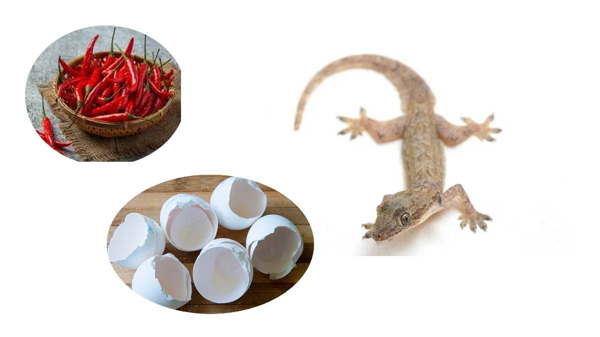 घर में छिपकलियों ने मचाया रखा है आतंक, इन उपायों से बाहर का रास्‍ता ...