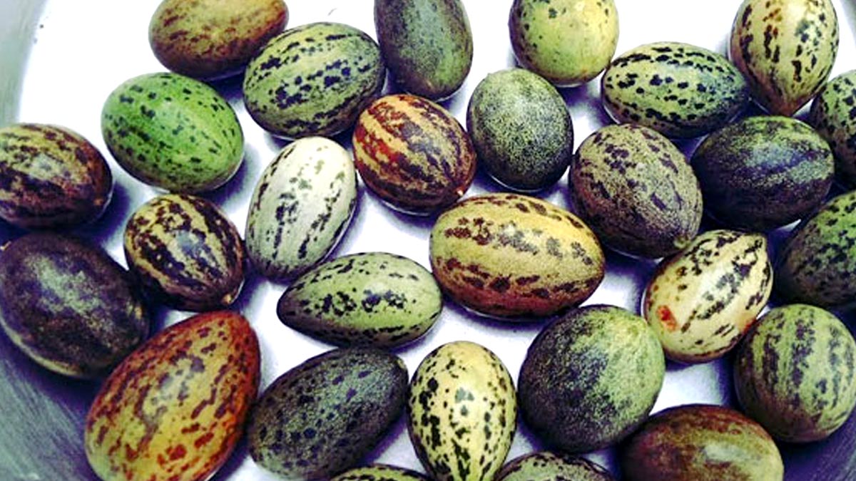 Benefits of Wild Melon: तरबूज का रिश्‍तेदार है ये रेगिस्‍तानी फल, 45 ...