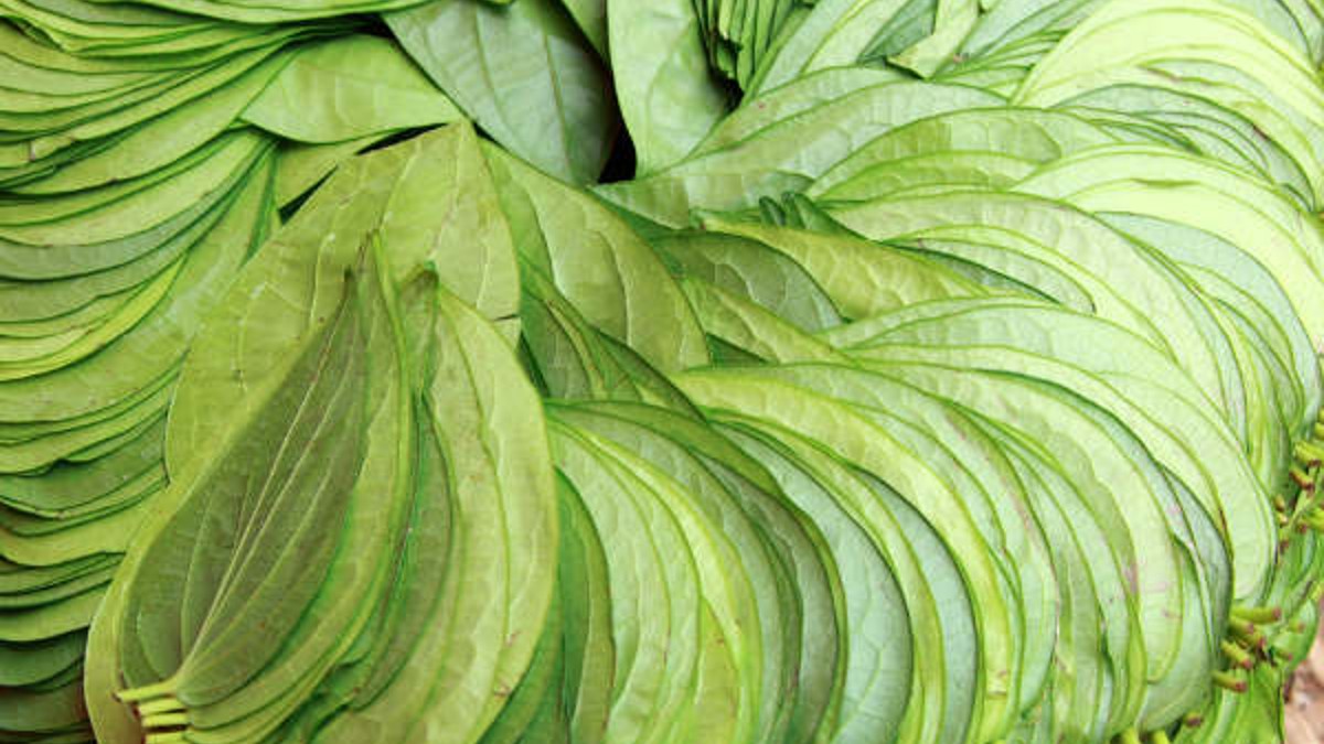 Benefits of Betel Leaves : पान के पत्तों के इन फायदों के बारे में आप ...