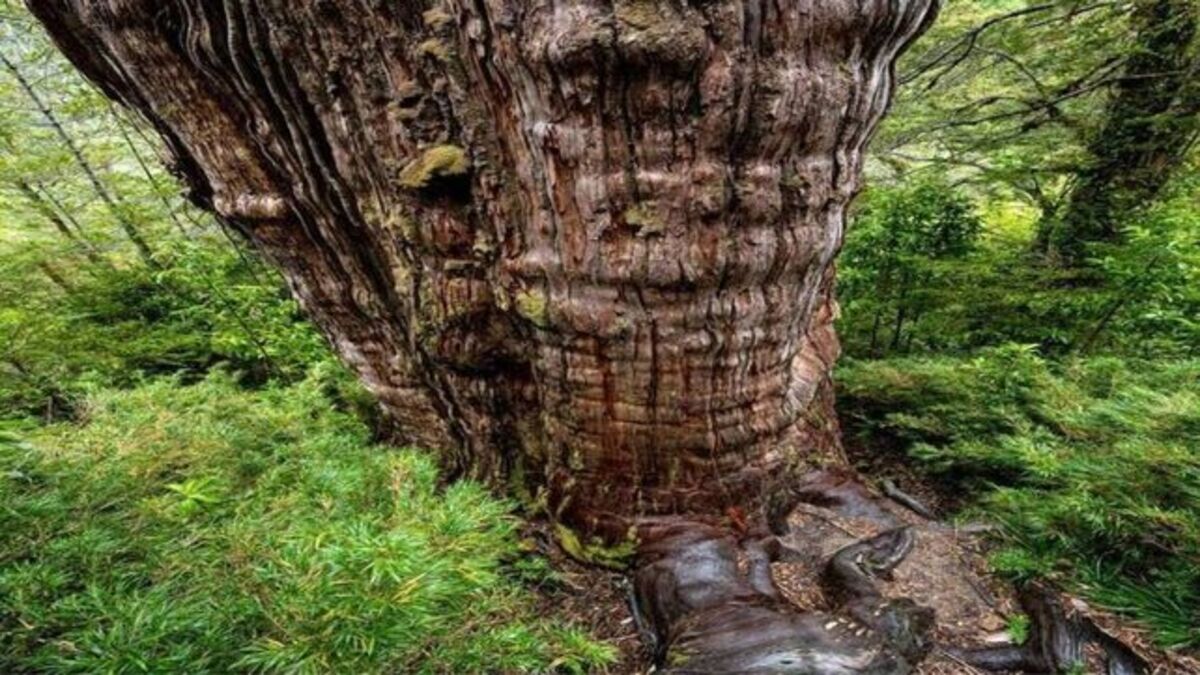 Great Grandfather Tree : पृथ्वी के रहस्यों को जाननें वाला ये हैं दुनिया ...