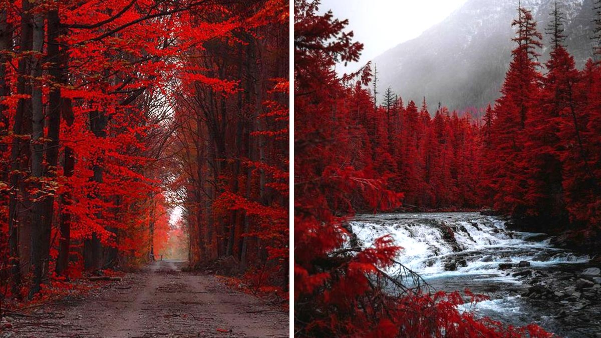 Red Forest: ये जंगल है पूरा लाल, कोई नैचुरल फिनोमिना नहीं बल्कि इंसानों ...