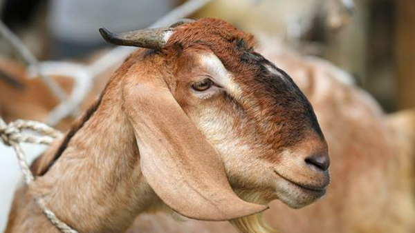 Bakrid 2023: इस्लाम में किन लोगों के लिए ज़रूरी है कुर्बानी करना? जानें ...