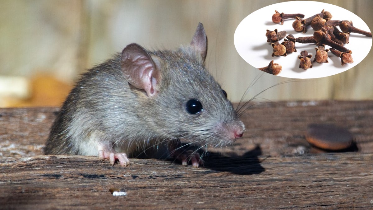 Tips For Rat Control : घर के आसपास भी नजर नहीं आएंगे चूहें, आजमाकर ...