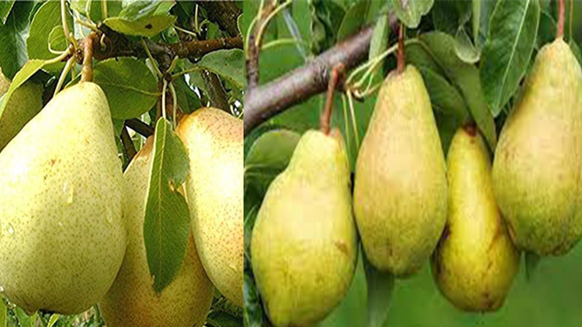 बाजार में सिर्फ 20 दिन ही मिलता है नाशपत्ती जैसे दिखने वाला 'बब्‍बू ...