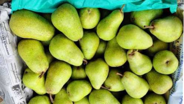 बाजार में सिर्फ 20 दिन ही मिलता है नाशपत्ती जैसे दिखने वाला 'बब्‍बू ...