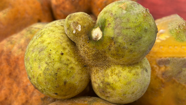 5 रूपए का ये फल सेहत के लिए नहीं है अमृत से कम, फायदे जान खाना शुरु कर ...