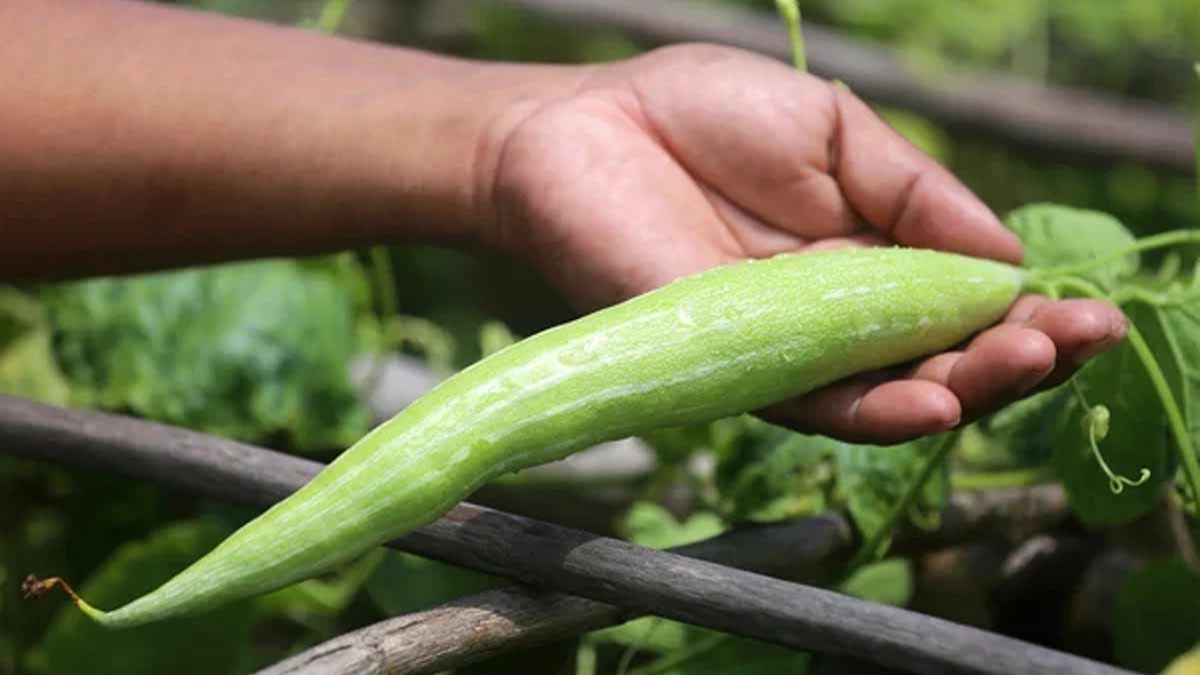 Snake Gourd Benefits: सांप जैसी दिखने वाली यह सब्जी, शरीर से सारी गंदगी ...