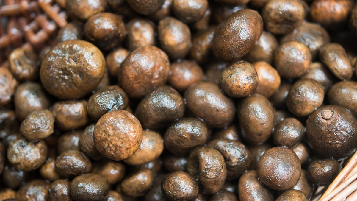 Katrua Vegetable: इस दुलर्भ जंगली सब्ज़ी को कहते हैं शाकाहारियों का मटन ...