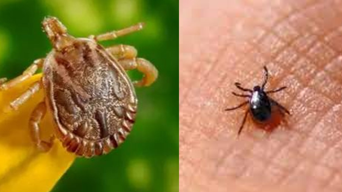 Scrub Typhus: हिमाचल में स्‍क्रब टाइफस से हुई 2 मौत, जानें इस रहस्‍यमयी ...