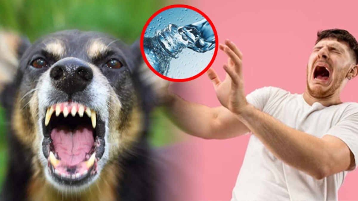 कुत्ता काटने पर जूता रगड़ने और मिर्च लगाने से मर जाता हैं वायरस, जानें ...