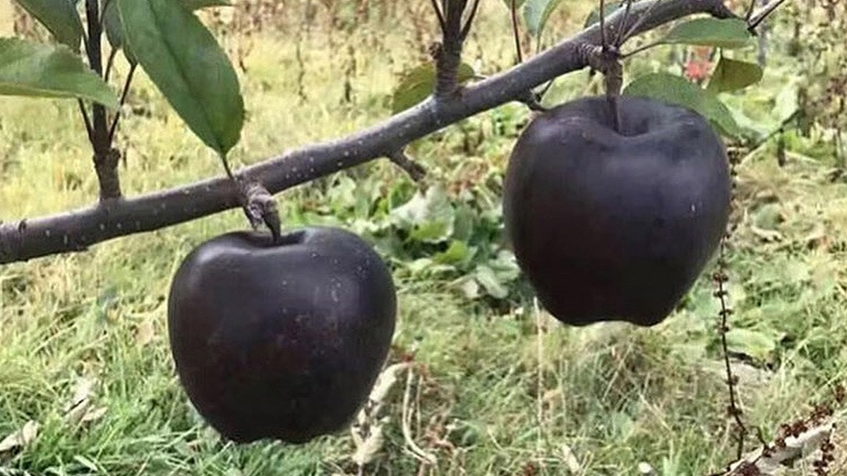 सेब की लग्‍जरी वैरायटी है Black Diamond Apple, 500 रुपए में बिकता है एक सेब, खासियत जान चौंक ...