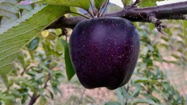 सेब की लग्‍जरी वैरायटी है Black Diamond Apple, 500 रुपए में बिकता है एक सेब, खासियत जान चौंक ...