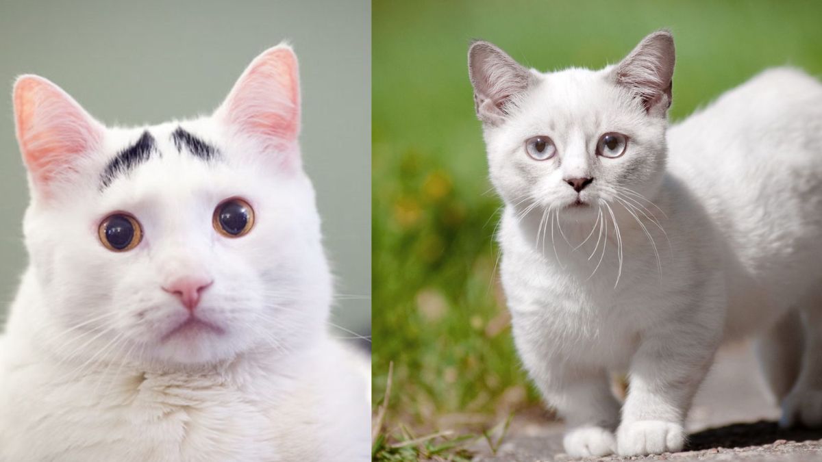 क्या आप भी है कैट लवर, तो जानें इन सुपर क्यूट कैट ब्रीड के बारे में | 5 ...