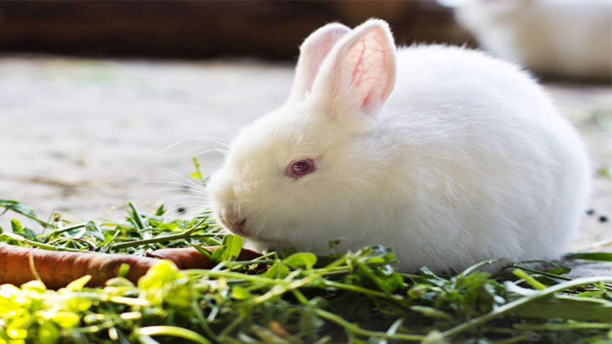 Sapne Me Khargosh Dekhna: सपने में खरगोश को देखना शुभ या अशुभ, जानें ...